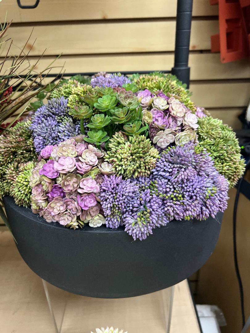 Sedum Floral in Round Pot — Kitchen Clique